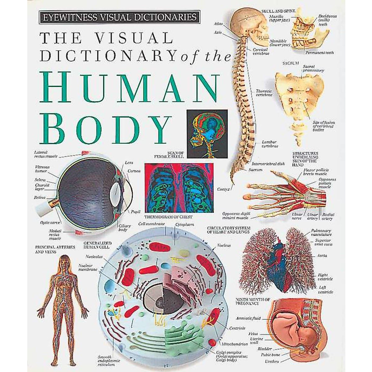 Eyewitness Visual Dictionaries: The Visual Dictionary of the Human Body (DK Eyewitness)