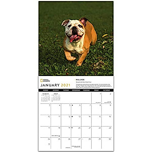 National Geographic Bulldogs 2021 Wall Calendar