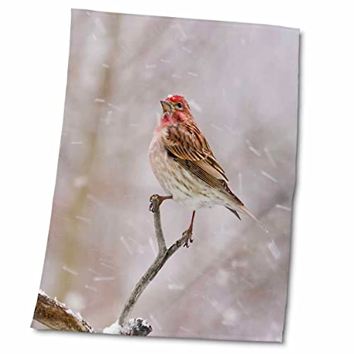 3dRose Colorado, Frisco. Cassins finch birds - US06 BJA0081 - Jaynes Gallery - Towels (twl-88841-2)
