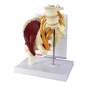 Hip Joint w/Sciatic Nerve Model | Human Body Anatomy Replica of Normal Muscled Hip Joint w/Sciatic Nerve for Doctors Office Educational Tool | GPI Anatomicals