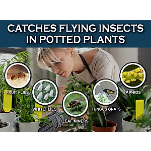 MAXGUARD (30 Pack) Yellow Stake Sticky Insect/Bug Traps - Catch and Kill Fungus Gnats, Whiteflies, Mosquitos, Aphids, Leaf Miners, Flying Insect Catcher Glue Trappers for Indoor or Outdoor