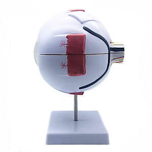 XINDAM 6X Enlarged Human Eye Anatomical Model,Anatomically Accurate Eye Model Human Eye Anatomy for Science Classroom Study Display Teaching Medical Model