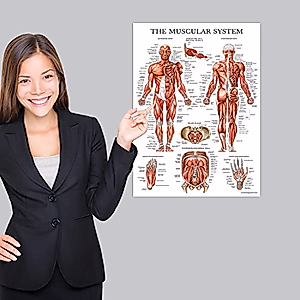 Palace Learning Muscular System & Spinal Nerves Anatomical Poster Set ...