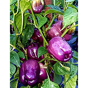 Sweet Lilac Purple Bell Pepper Seeds for Planting, 50+ Heirloom Seeds Per Packet, (Isla's Garden Seeds), Non GMO Seeds, Scientific Name: Capsicum annuum, Great Home Garden Gift