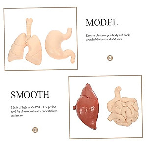 2 Sets Human Visceral Model Human Teaching Aid Human Torso Body Model Human Internal Organs Model Human Body Model Torso and Skeleton Models Anatomy Mannequin PVC Child Major Suite