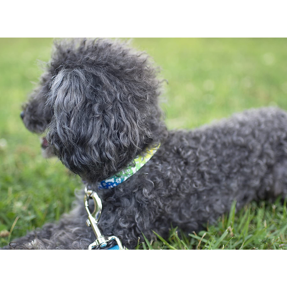 Country Brook Petz - Deluxe Trippy Doggo Dog Collar - Made in The U.S.A. - Groovy Collection featuring Far Out Designs (1 Inch, Large)