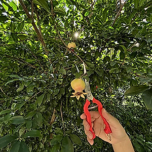 Extra Long Garden Scissors Gardening Tools Micro-Tip Pruning Shears, Non-Stick Precision-ground Blades, 9.6” Sharp Plant Fruit Trees Bonsai Sharp Garden Scissors