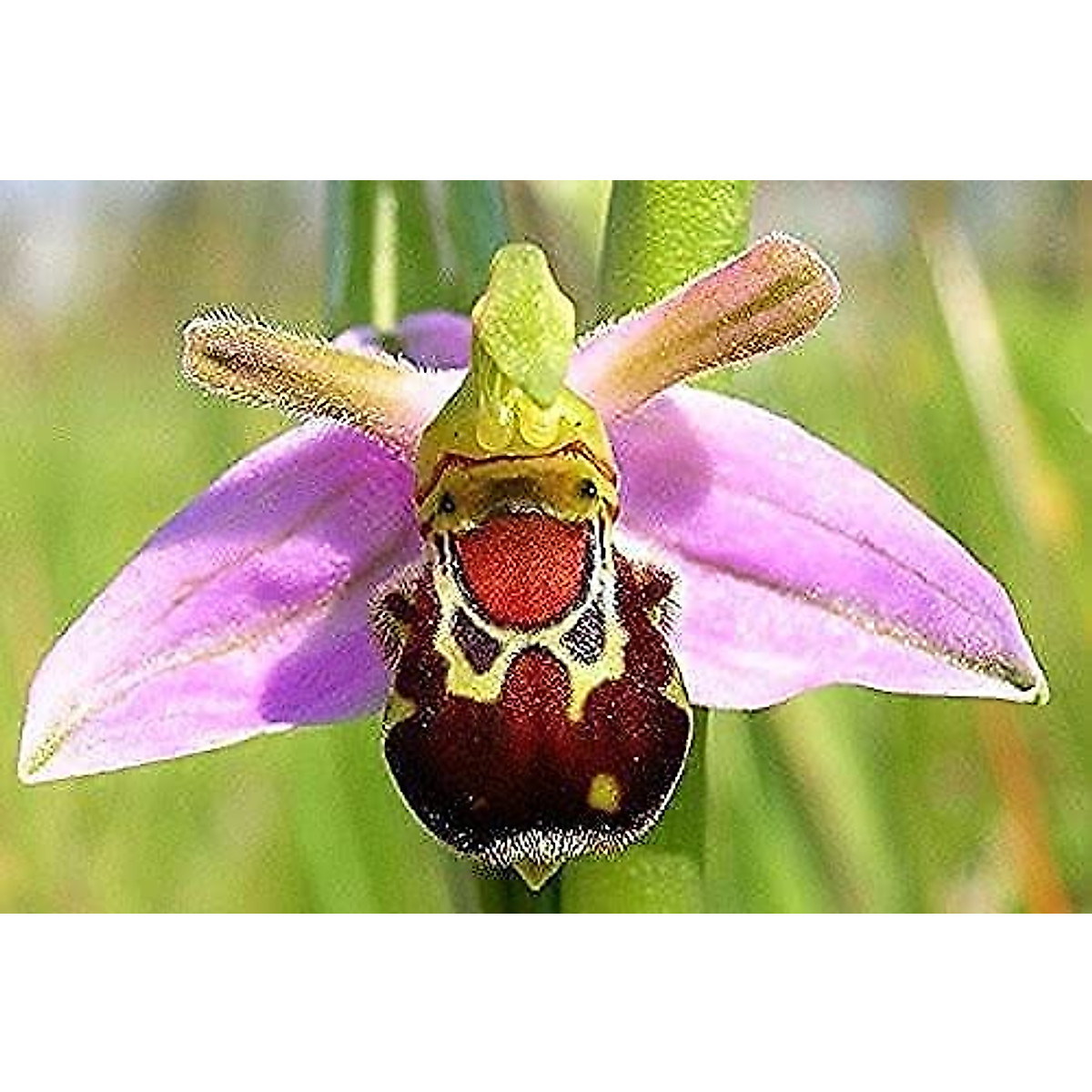 Orchid Love- The World's Greatest Orchid Food!(Net 32 fl oz. concentrate: yields 16 to 32 gallons)