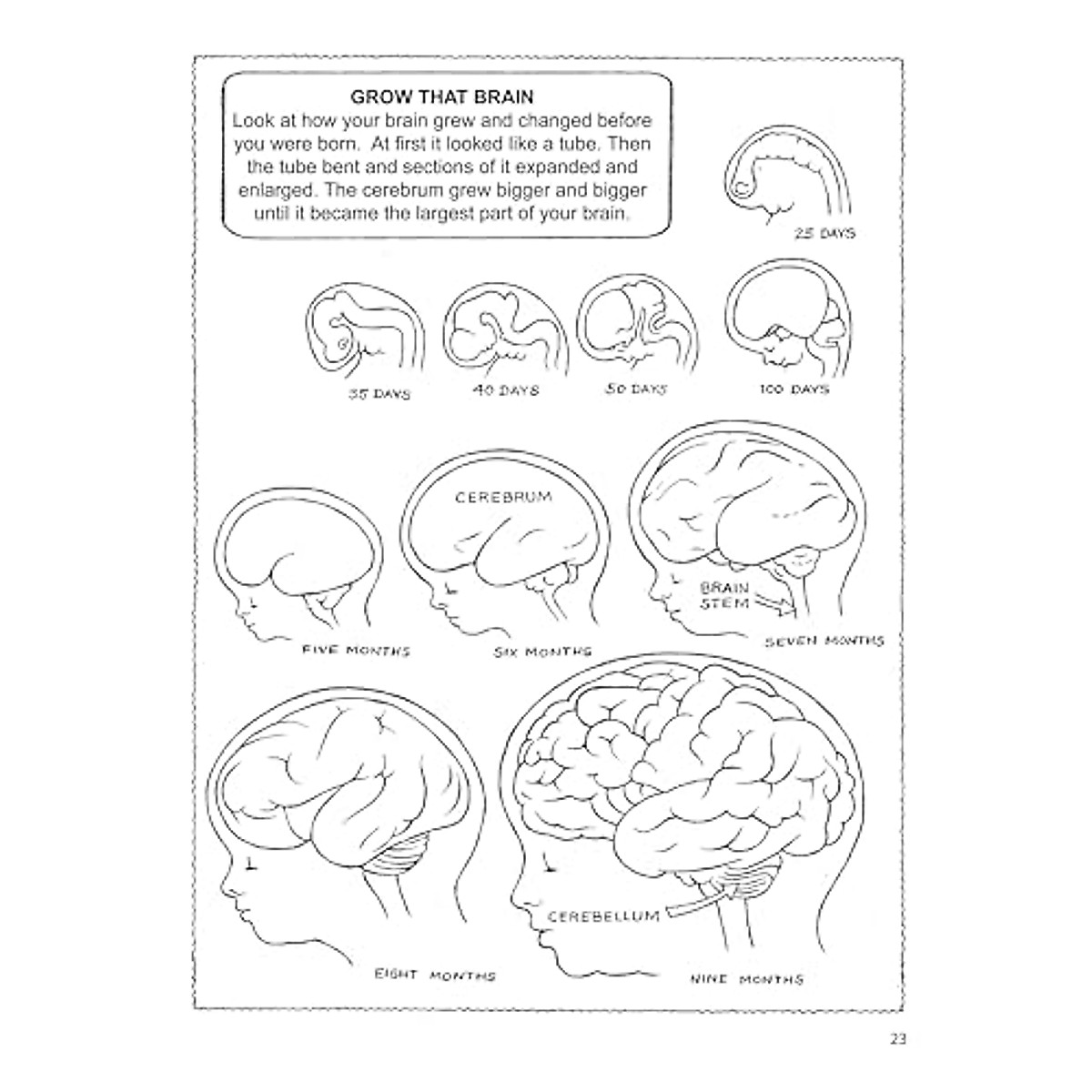 My First Book About the Brain (Dover Science For Kids Coloring Books)
