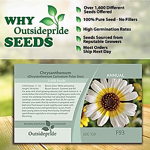 Outsidepride Chrysanthemum Polar Star Garden Cut Flower Plants - 1000 Seeds