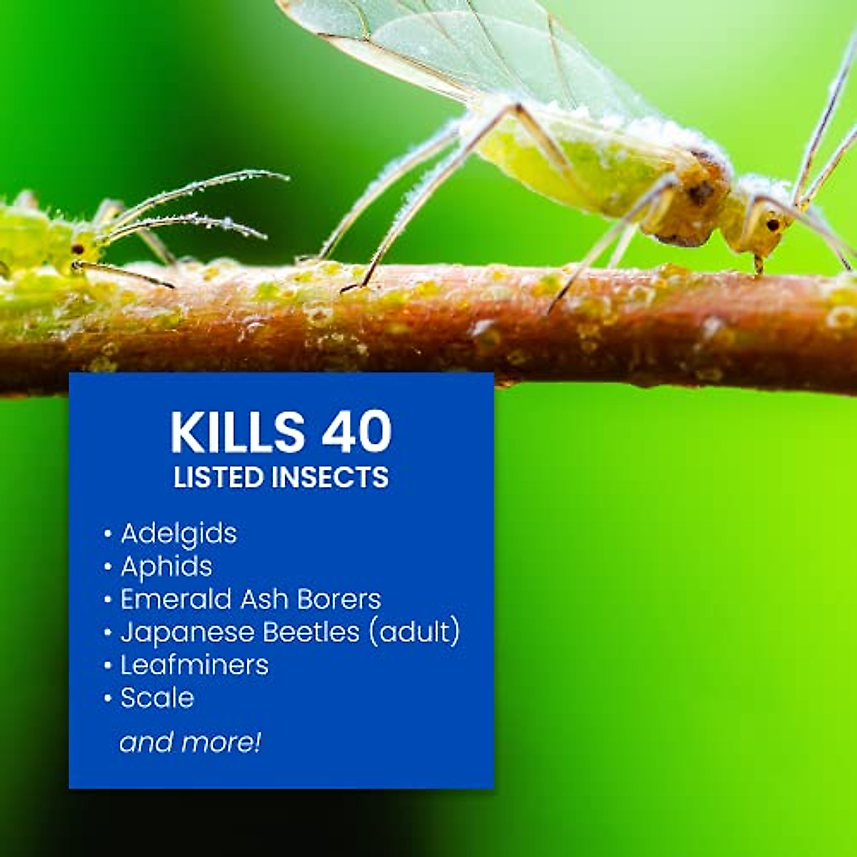 BioAdvanced 12 Month Tree and Shrub Protect and Feed, Granules, 10 lb