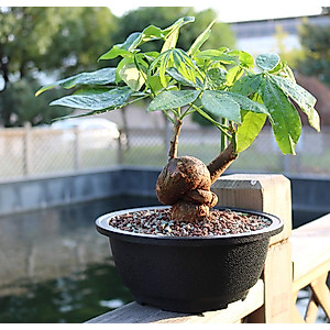 MUZHI 12 Pack Matte Finish Black Round Bonsai Bowl Planter Pot with Drainage, Plastic Garden Low Planter Pots 7.8"