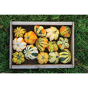 Burpee Daisy Gourd Gourd Seeds 30 seeds