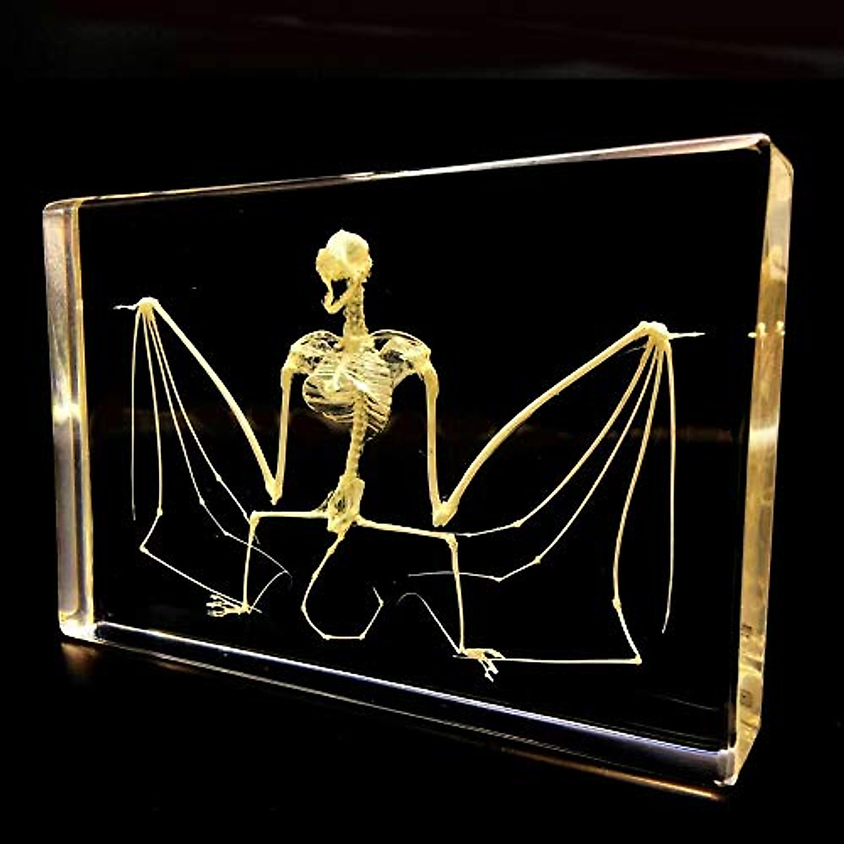 Taxidermy Real Bat Skeleton Specimens Science Classroom Specimen for Science Education