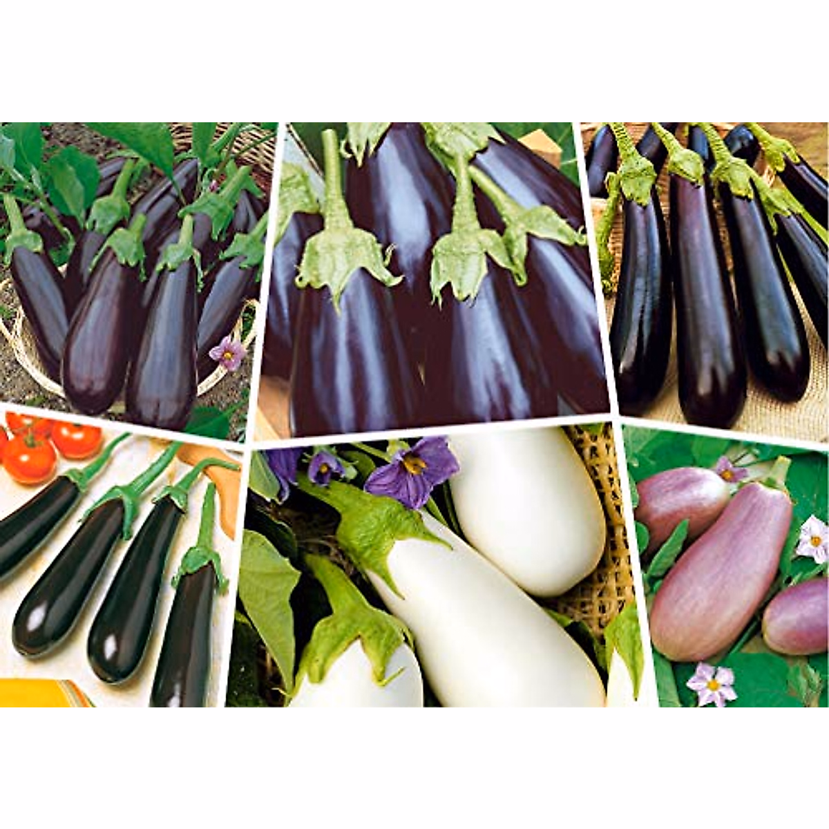 Seeds4planting - Seeds Eggplant Aubergine Long Mix Rare Thai Heirloom Vegetable Non GMO
