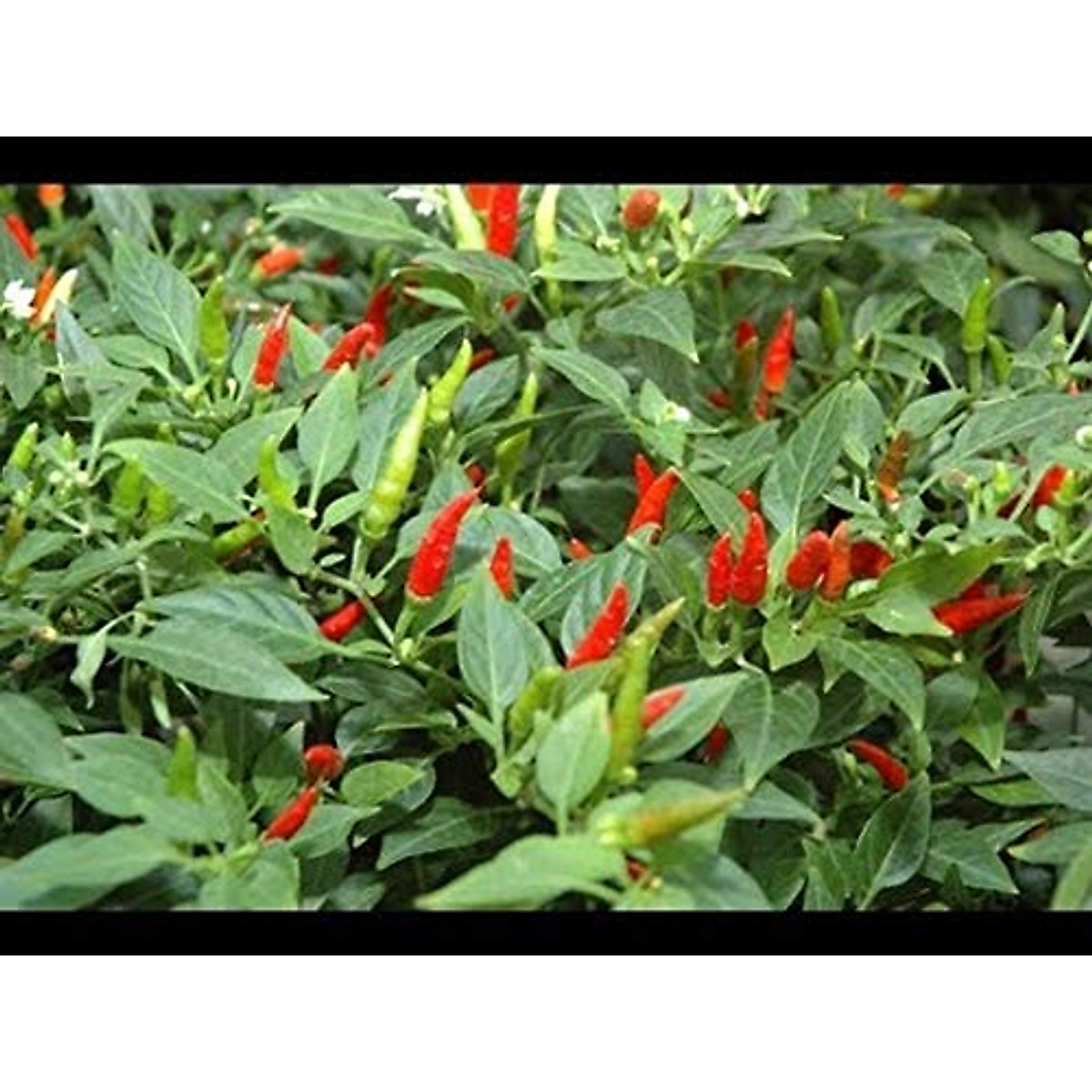 Small Thai Chili Hot Pepper Seeds - Hot Heirloom Chili from Thailand(25 - Seeds)