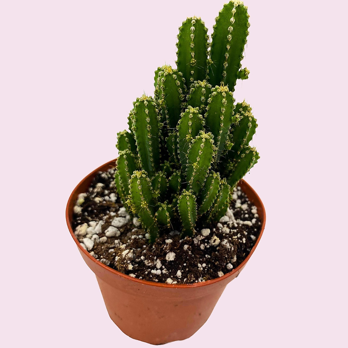 BubbleBlooms Fairy Castle Cactus, Acanthocereus Tetragonus, Night-Blooming Cereus, Triangle Cactus, 4 inch Pot