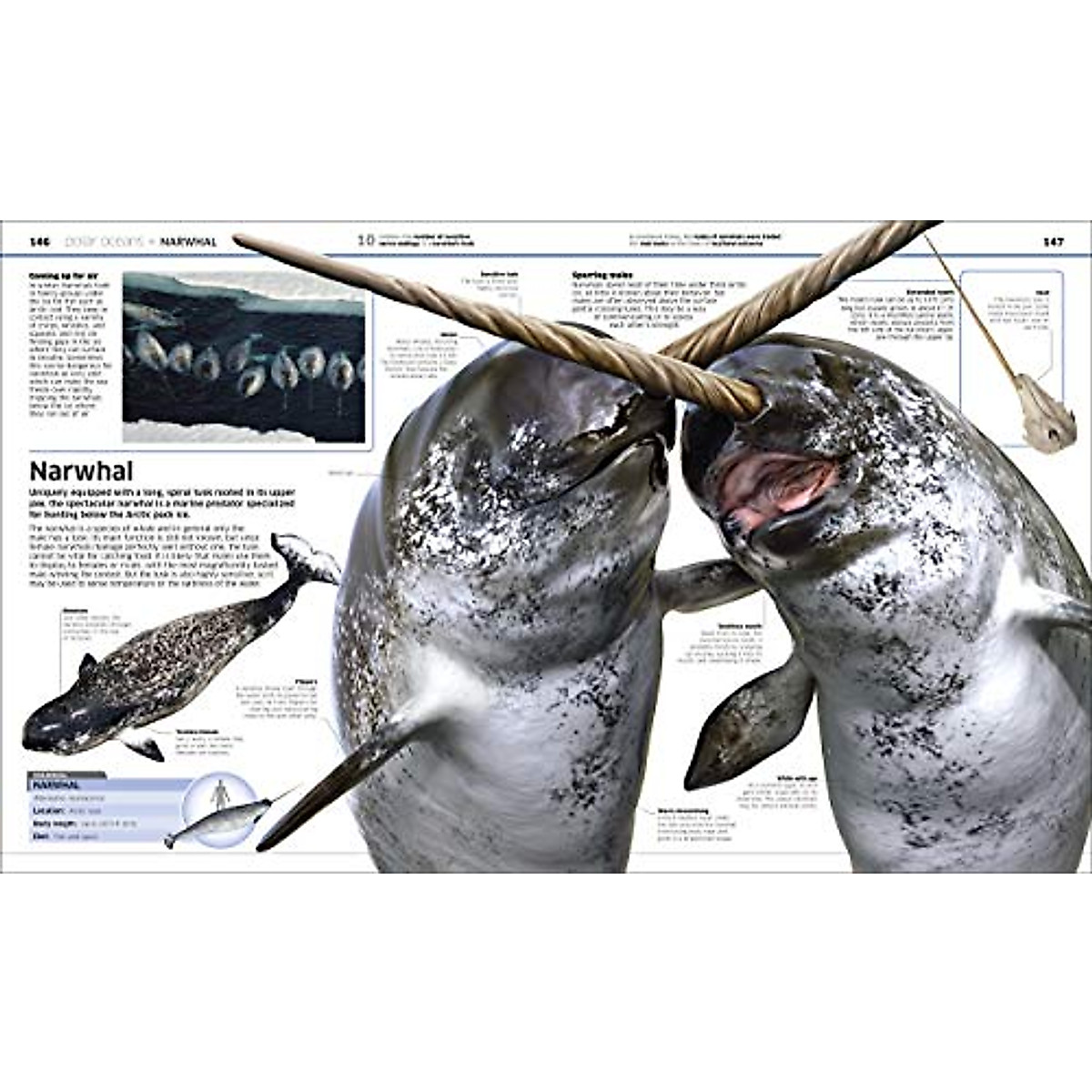 Knowledge Encyclopedia Ocean! (DK Knowledge Encyclopedias)