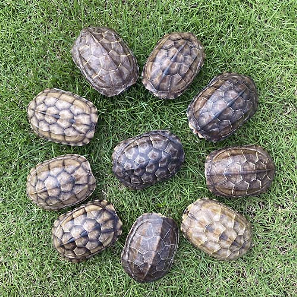 Unique Turtle Shell True Specimen Turtle Shell（ Reeves' Turtle） Taxidermy (1)