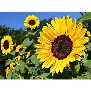 Flower Sun Flowers Kitchen Glass Cutting Board Decorative Gift For Mom Sunflower Design White