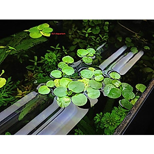 12 Amazon Frogbit (Limnobium Laevigatum), Live Aquarium/Aquatic Floating Plant by G&Z