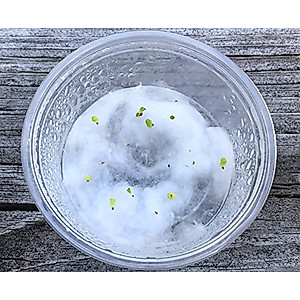 Micro Landscape Design Lithops 25 Seeds with High Germination Freshly Harvest with Mini Live Lithops and Germination Kit (Lithops Seed Mix + Mini Plant + Kit)