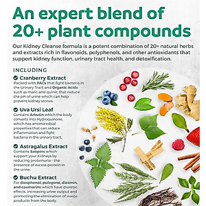 Kidney Cleanse Detox & Repair (Non-GMO) Support Urinary Tract and Bladder Control - Powerful VitaCran Cranberry Extract & Natural Herbs - Kidney Health Supplement - 60 Vegetarian Capsules (No Pills)