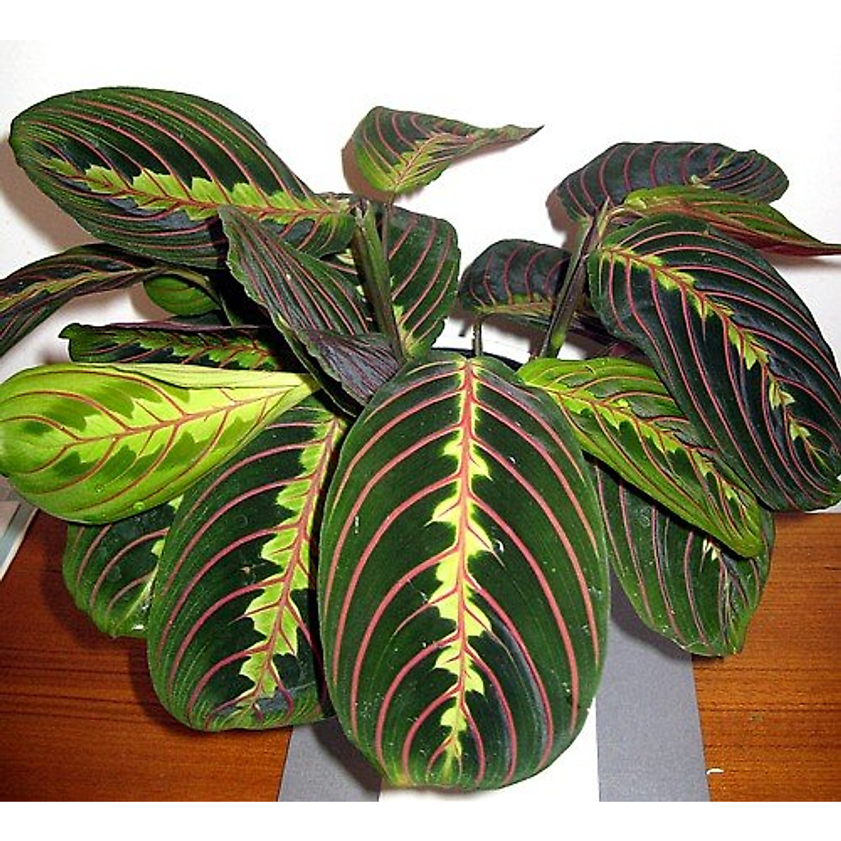 Hirt's Red Prayer Plant - Maranta - Easy to Grow House Plant - 4" Pot
