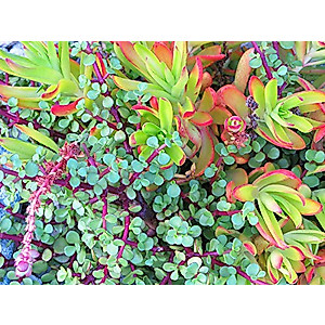 Succulent Plant Soil, Natural All-Purpose Cactus, Aloe Vera, and Succulent Potting Soil, 1 Quart Sized Bag, Premium Fast Draining Mix