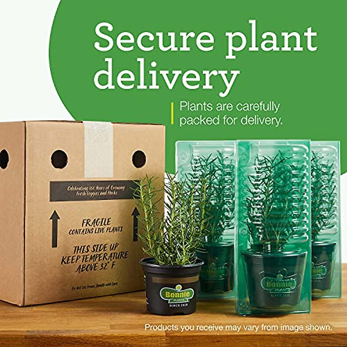 Bonnie Plants Better Boy Tomato: 4 Pack Live Vegetable Plants, Disease Resistant, Large 16 oz Fruit Size, Non-GMO, Red