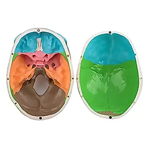 Colored Human Skull Model, Life-Size Painted Human Skull Head Bone for Medical Student Human Anatomy Study Course