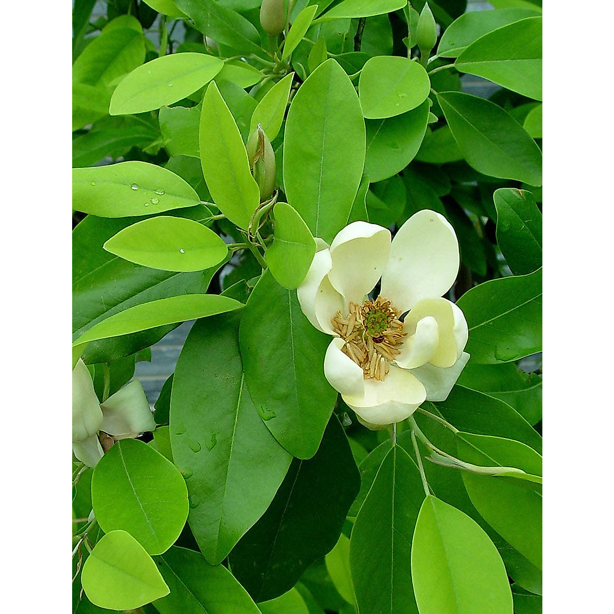 Sweet Bay Magnolia Tree | 30 Live Plants | Magnolia Virginiana | Beautiful Ornamental Specimen