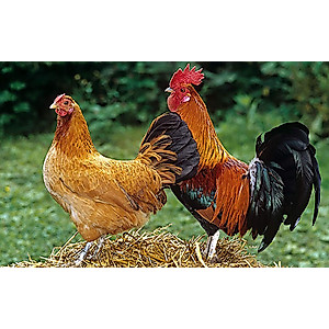 Thunder New Max Vitamins Health Supplement Capsules Rooster Booster Chicken Increasing Energy Formula Feed Cock Fighting Gamecocks, Good Breeding, Stronger & More Power, Healthy 90 Capsules Hen Food