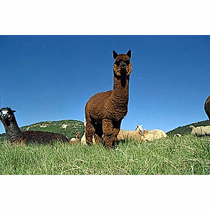 Alpaca Home | 100% Baby Alpaca Wool Sofa Throw Blanket - Two Sided, Hypoallergenic & Dye Free - Perfect for Snuggling (Ivory / Heather)