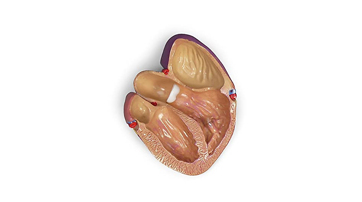 GPI Anatomicals Heart Model - Human Anatomy Replica for Education