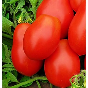 250 Roma VF Tomato Seeds | Non-GMO | Heirloom | Instant Latch Garden Seeds | Vegetable Seeds