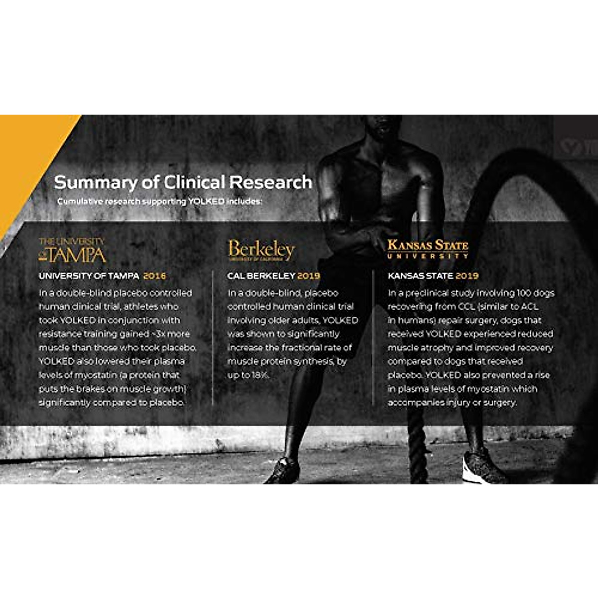 YOLKED - Clinically Tested and NSF-Certified All Natural Muscle Building Supplement - Increase Lean Muscle, Reduce Muscle Loss, and Improve Recovery with Protein’s Perfect Partner, 30 Servings