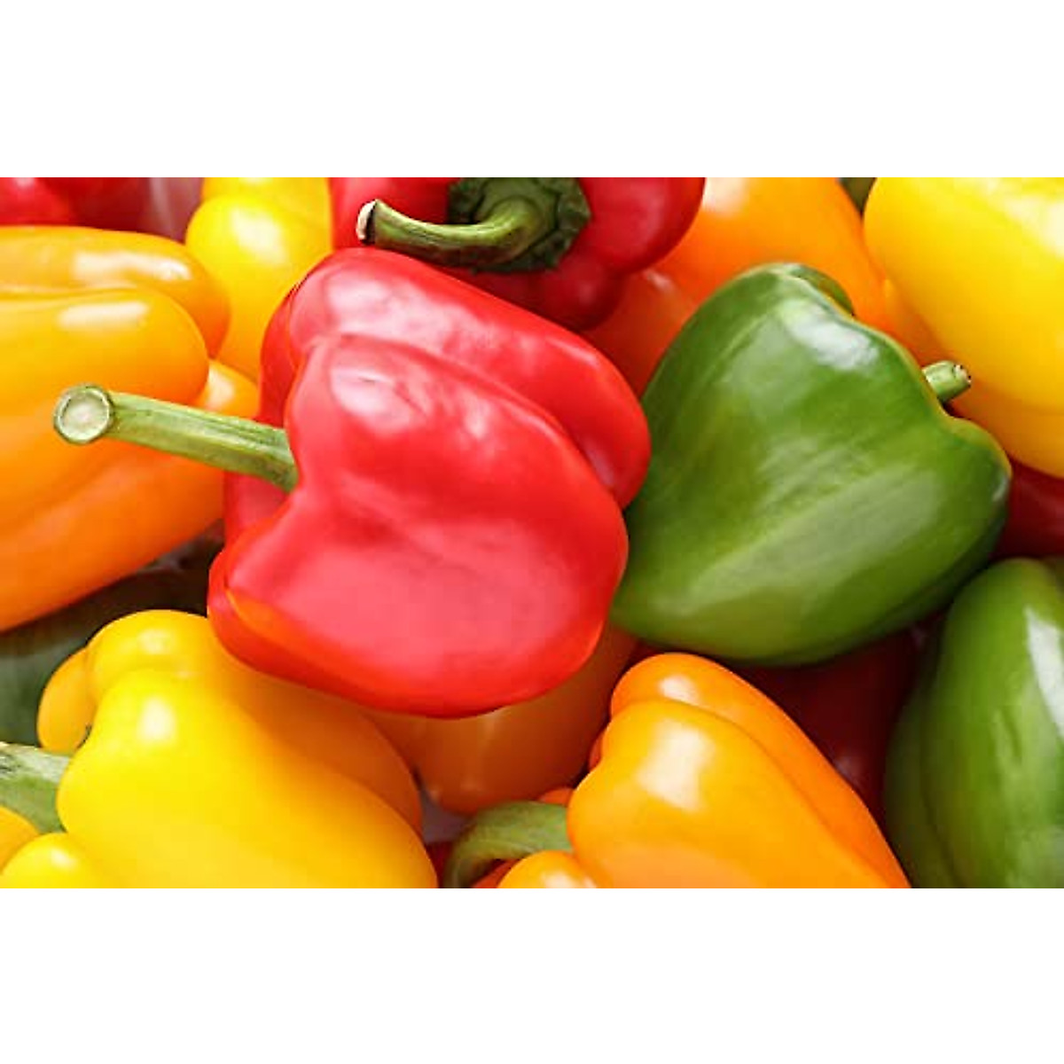 Rainbow Blend Sweet Bell Pepper Seeds, 50+ Heirloom Seeds Per Packet, (Isla's Garden Seeds), Non GMO Seeds