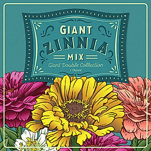 Zinnia Seeds for Planting Outdoors - ~1,500 California Giant Mix Zinnia Seeds - Beautiful 4' Tall Wildflower Blossoms - Zinnia elegans Pollinator Seed Mix - Bright, Cheerful Annual Flower Seed Packets