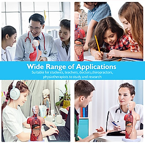 ANNWAH Human Torso Body Anatomy Model - Human Anatomy Torso Model 15 Pcs Demountable Parts with Heart Visceral Brain Skeleto for Medical Student Learning Tool