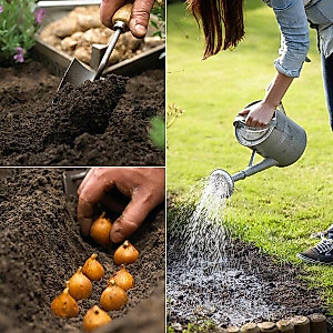25 Iris Tuber Mix Planting Ornaments Perennial Garden Simple to Grow Pots Gifts, Large Size