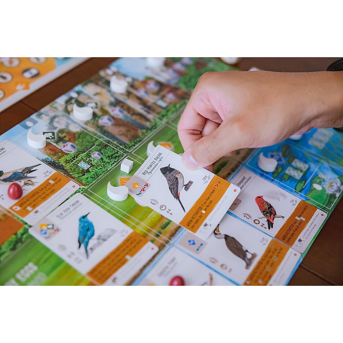Stonemaier Games: Wingspan Asia | Standalone Game or Expansion to Wingspan (Base Game) | Great for Solo Play or 2 Player | Add to Wingspan for 6-7 Player Expansion | 1-5 Players, 70 Mins, Ages 14+