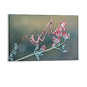 Orchid Mantis Beautiful Insect Canvas Poster Bedroom Decor Sports Landscape Office Room Decor Gift,Canvas Poster Wall Art Decor Print Picture Paintings for Living Room Bedroom Decoration 16x24inch(40x