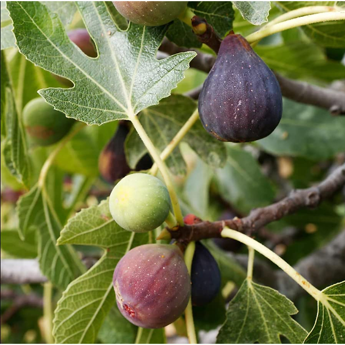 2 Fig Trees Celeste Large Fig Fruit Plant 20 Inches Ornaments Perennial Garden Simple to Grow Pots