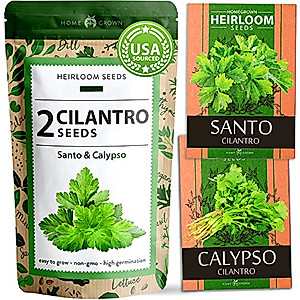 2 Types of Cilantro Seeds - 250 Calypso & 250 Santo Cilantro Seeds for Planting Indoors, Hydroponics or Aerogarden - Heirloom Seeds, Non-GMO, Santo Plant Seeds - Herb Seeds for Your Indoor Herb Garden
