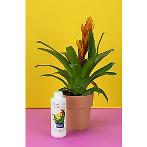 Bromeliad Fertilizer Liquid Plant Food for Bromeliads | Cryptanthus, Guzmania, Neoregelia Aechmea and Tillandsia Air, Aquatic Arts
