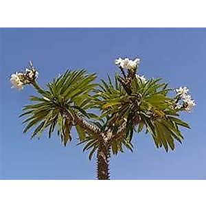Indoor Bonsai, MADAGASCAR PALM, 6 Years Old, Flowers, Broom Style.