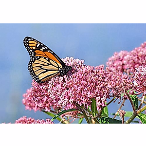 800+ Milkweed Seeds for Monarch Butterflies Heirloom Non-GMO Untreated, Butterfly Milkweed Seeds for Planting Home Garden