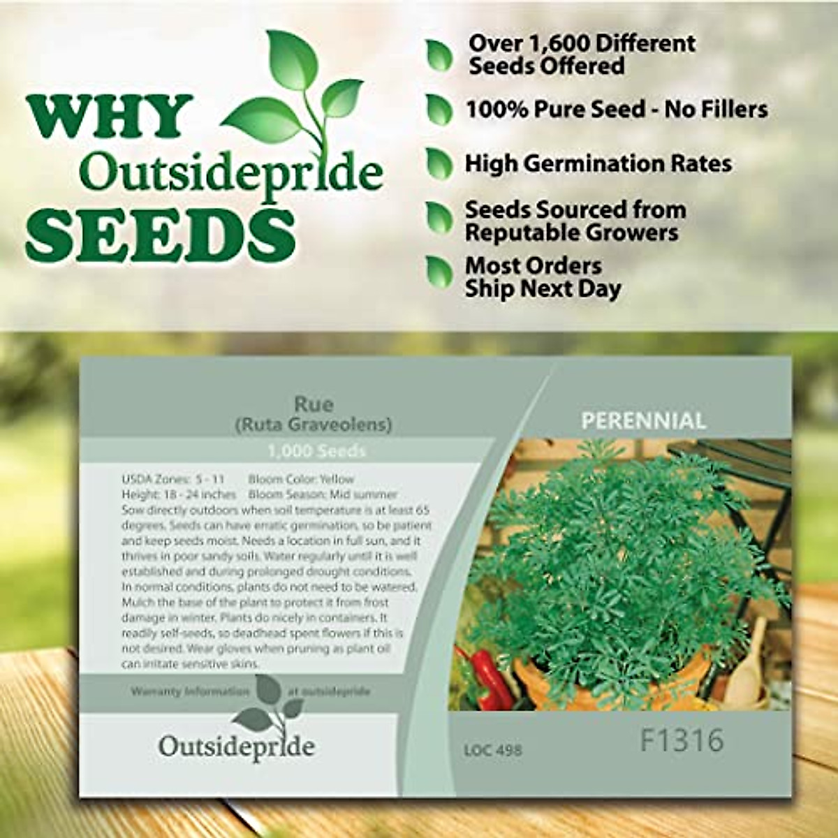 Outsidepride Ruta Graveolens Rue Herb & Flower Garden Plants - 1000 Seeds