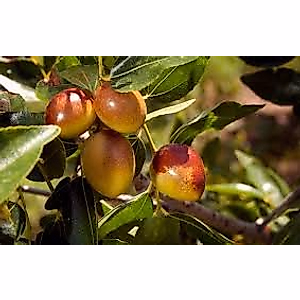 Jujube Seeds for Planting - 10 Seeds - Chinese Date - Ziziphus mauritiana